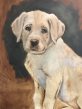 How To Paint A Puppy Portrait From A Reference Photo