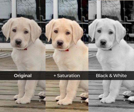 How To Paint A Puppy Portrait From A Reference Photo