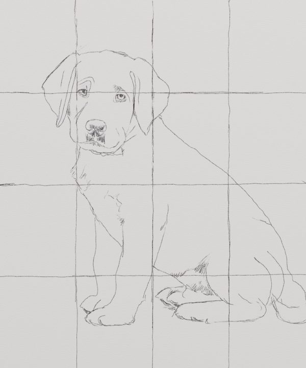 How To Paint A Puppy Portrait From A Reference Photo